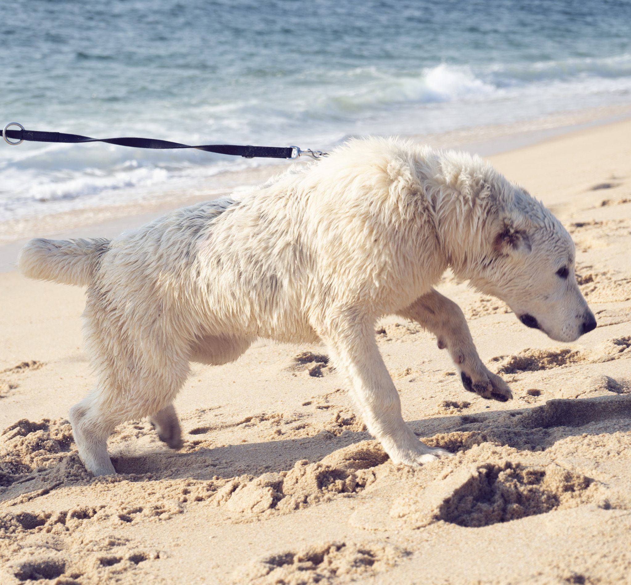 Elite Alabai | The home of the true Alabai CAO