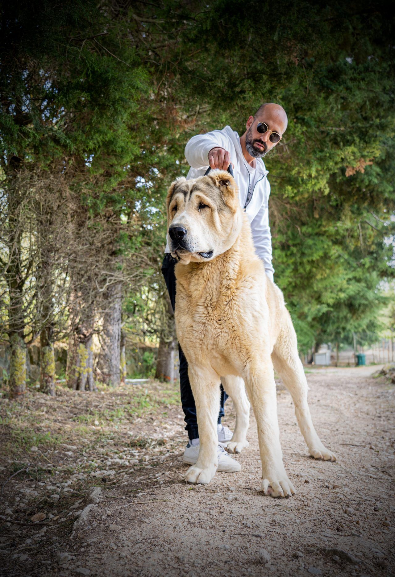 Elite Alabai | The home of the true Alabai CAO